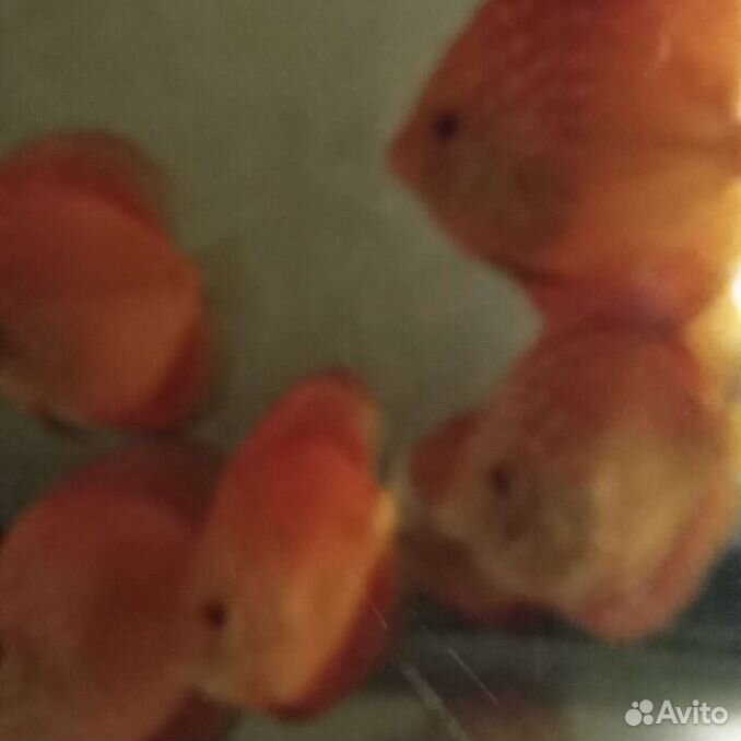 Аквариумные рыбы дискусы 1000р