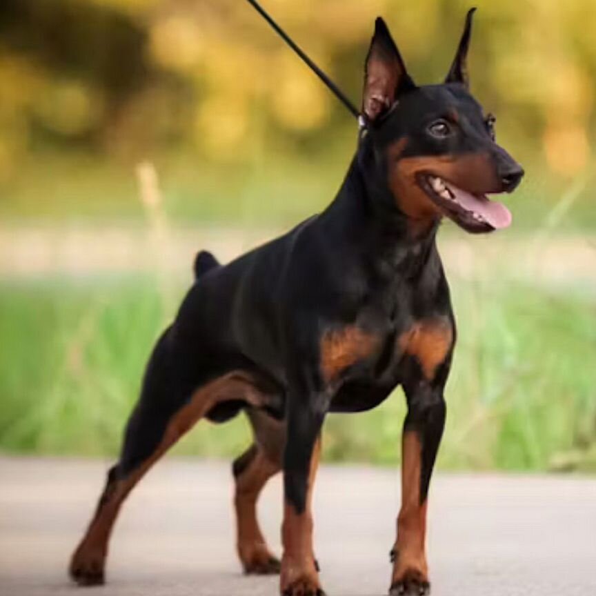 Цвергпинчер в добрые руки