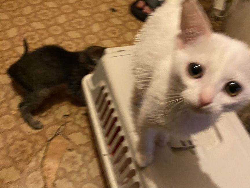 Кошки в добрые руки