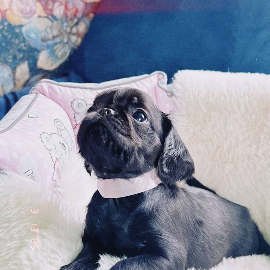 Пти-барбарсоны