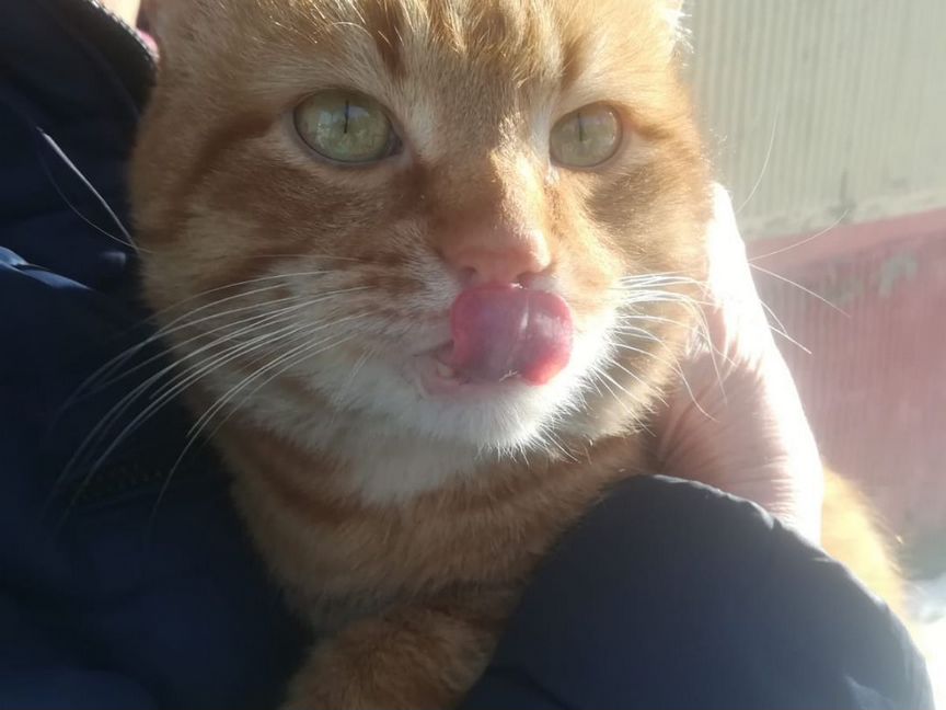 Кот, котик,кошак)