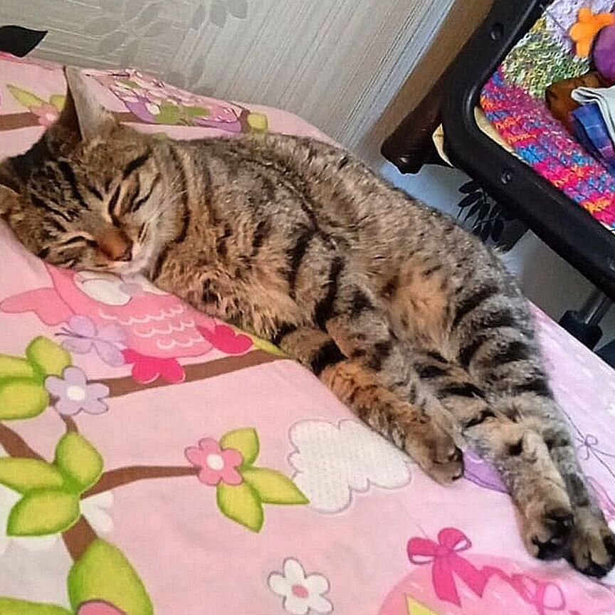 Кошка курильский бобтейл
