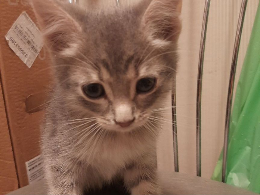 Котёнок Грей Смоуки