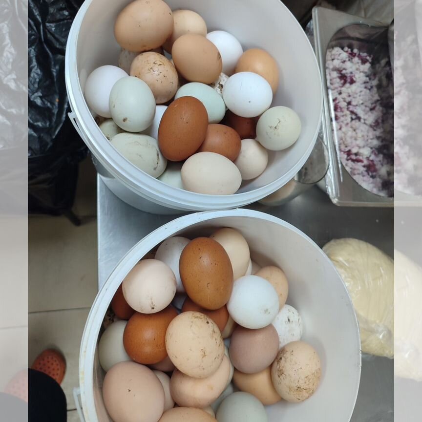 Инкубационное яйцо породистых кур