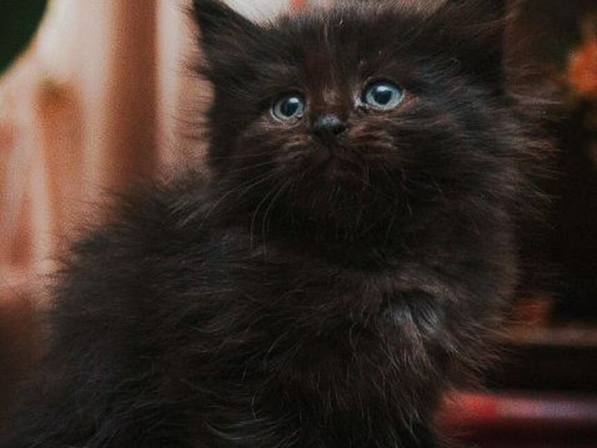 Сибирская красавица