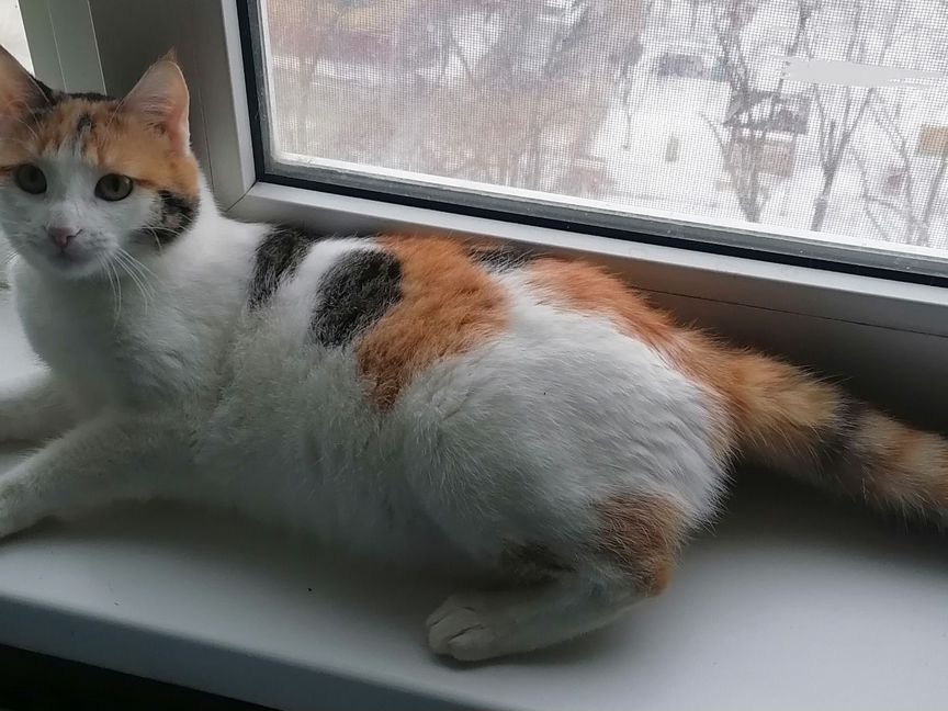 Кошечка в добрые руки