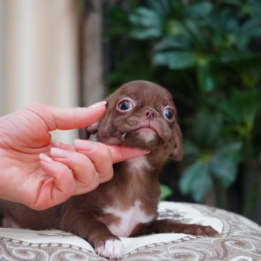 Щенки чихуахуа