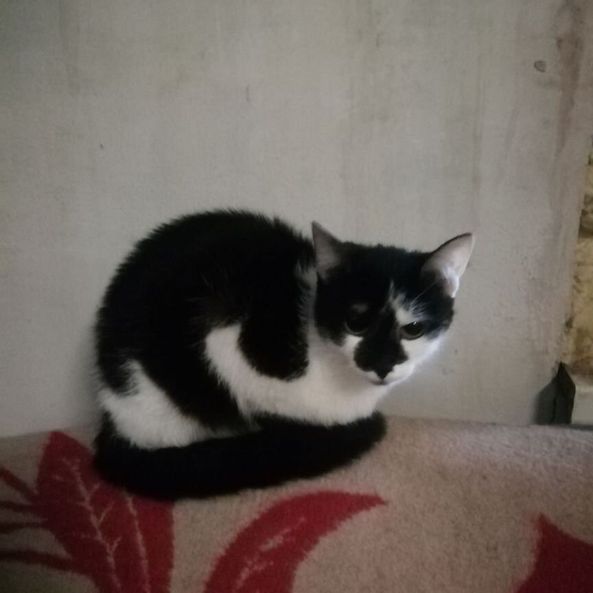 Котенок подросток