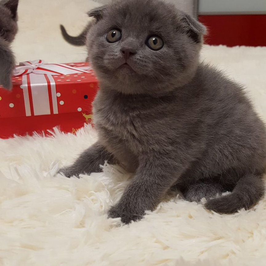 Шотландские котята