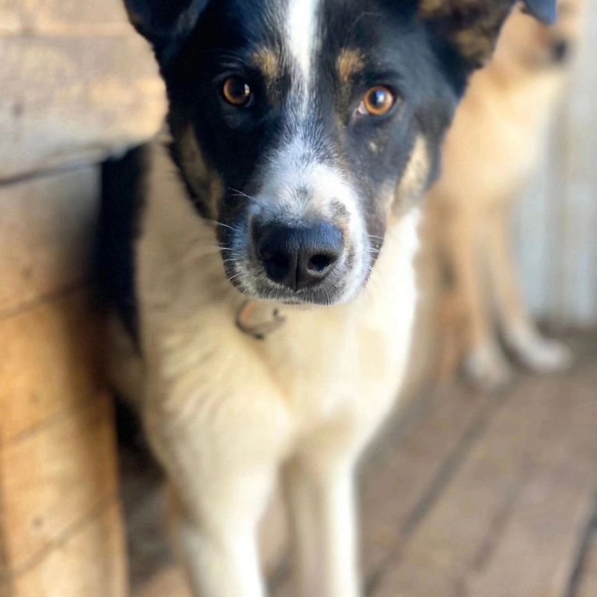 Собака в добрые руки. Джоник