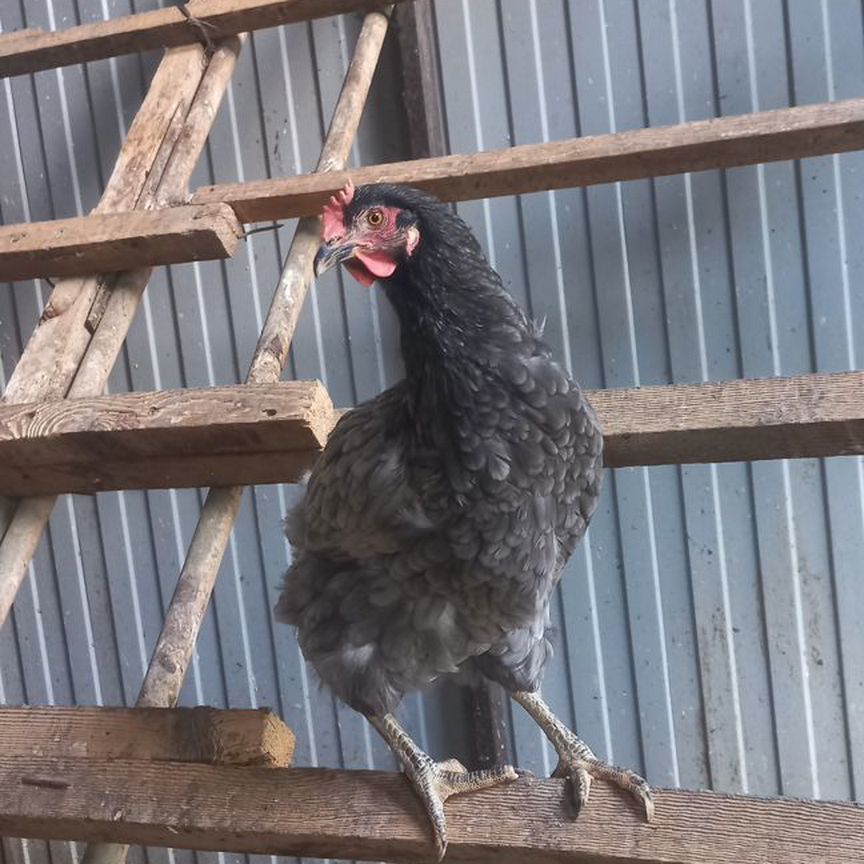 Продаются домашние куры