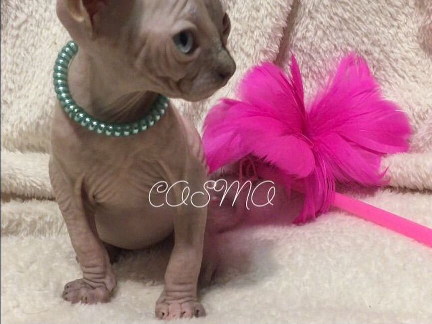 Девочка канадский сфинкс