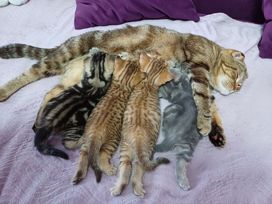 Шотландские котята