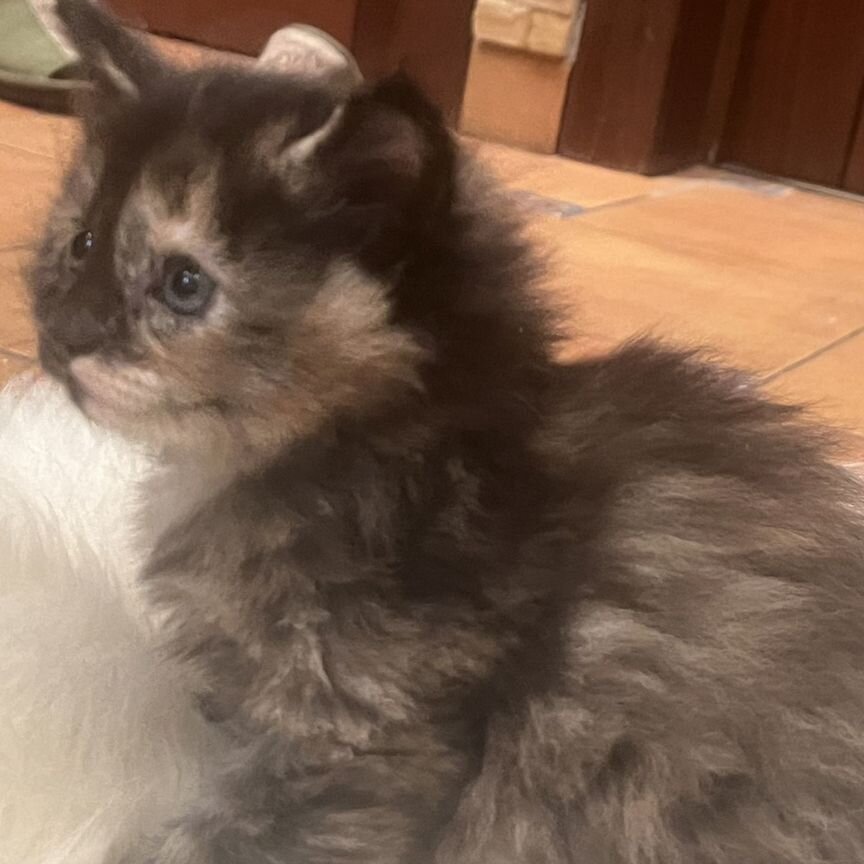 Мейнкуны метисы котята