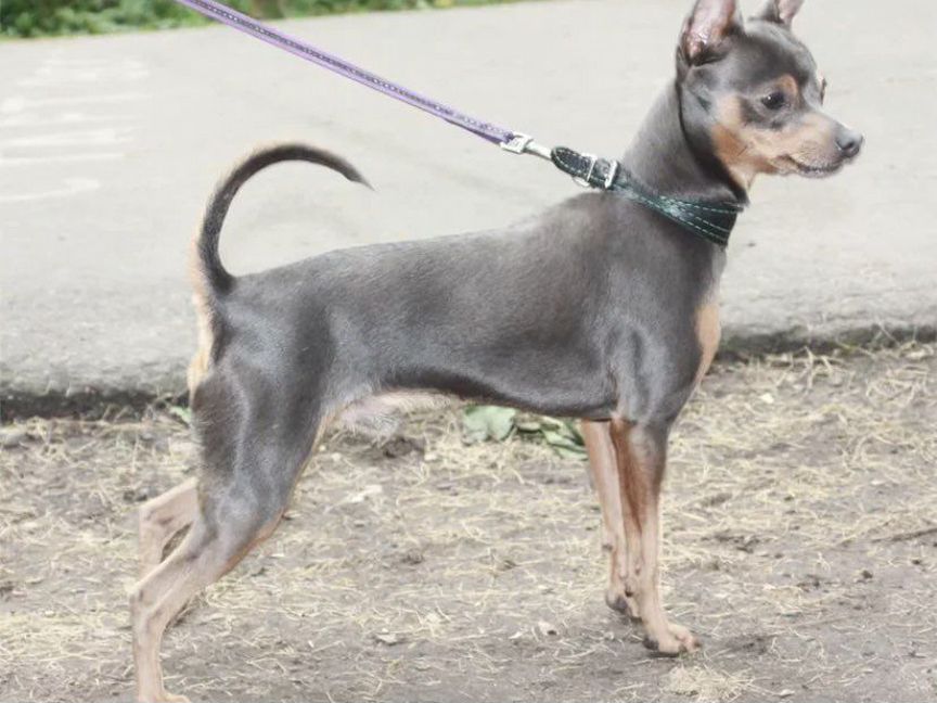 Той-терьер голубой