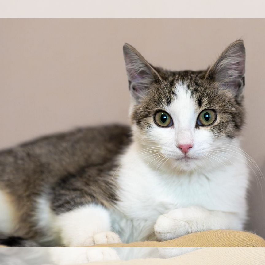 Котенок Адам в добрые руки