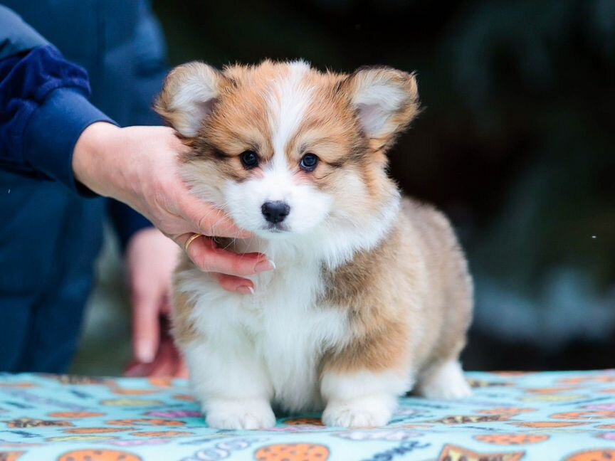 Девочка флаффи Вельш-корги пемброк