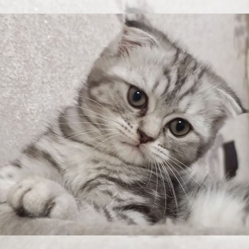 Шотландский вислоухий короткошёрстный котёнок