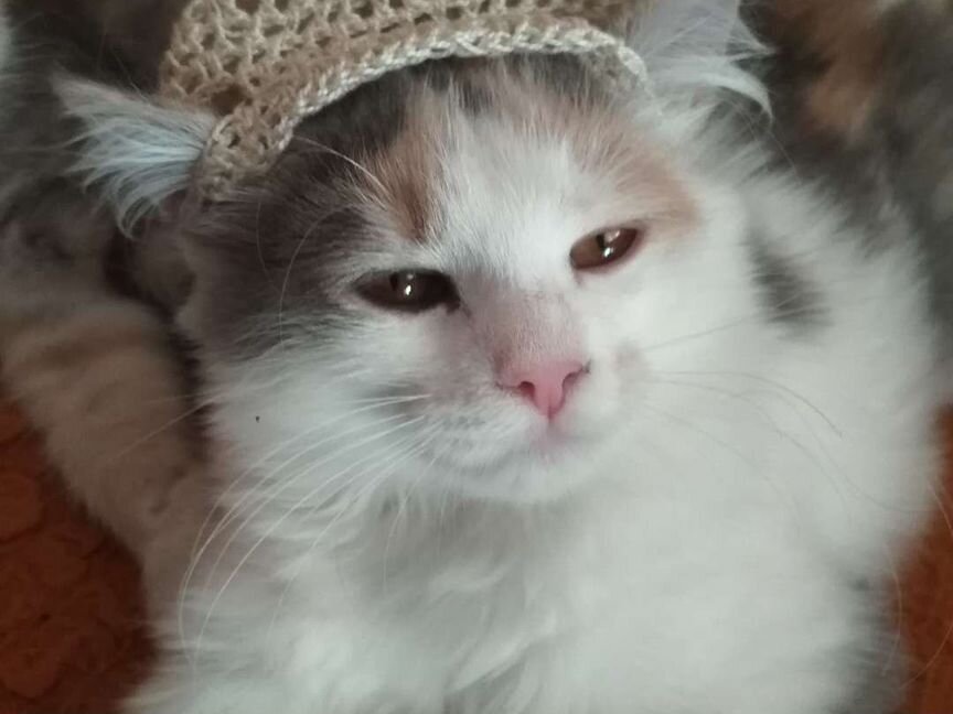Кошки бесплатно