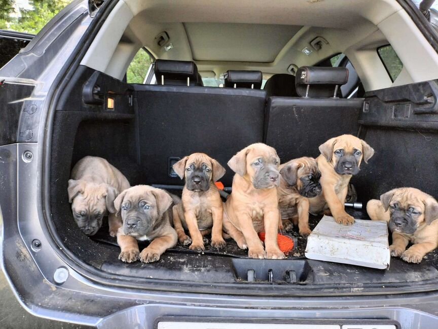 Щенки кане корсо