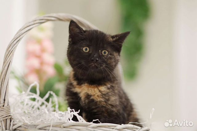 Котенок шотландская Эльза 2мес привита