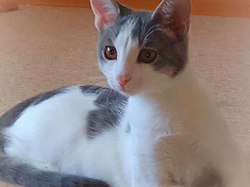 Котята в добрые руки бесплатно