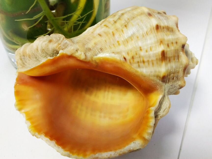 Ракушка рапана морская