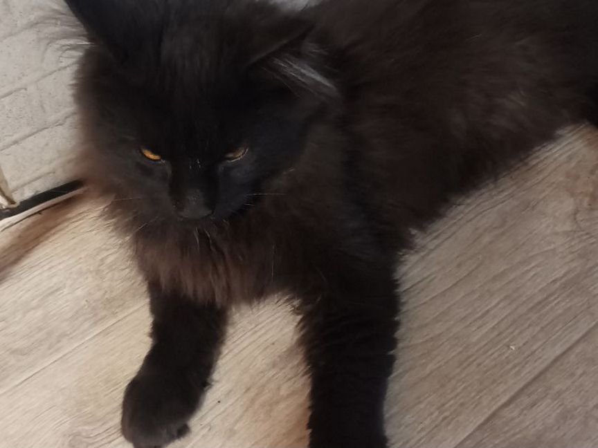 Кошка