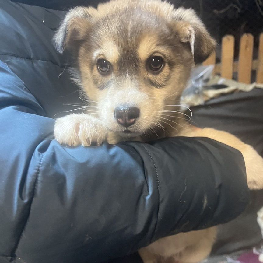 Щенок в добрые руки