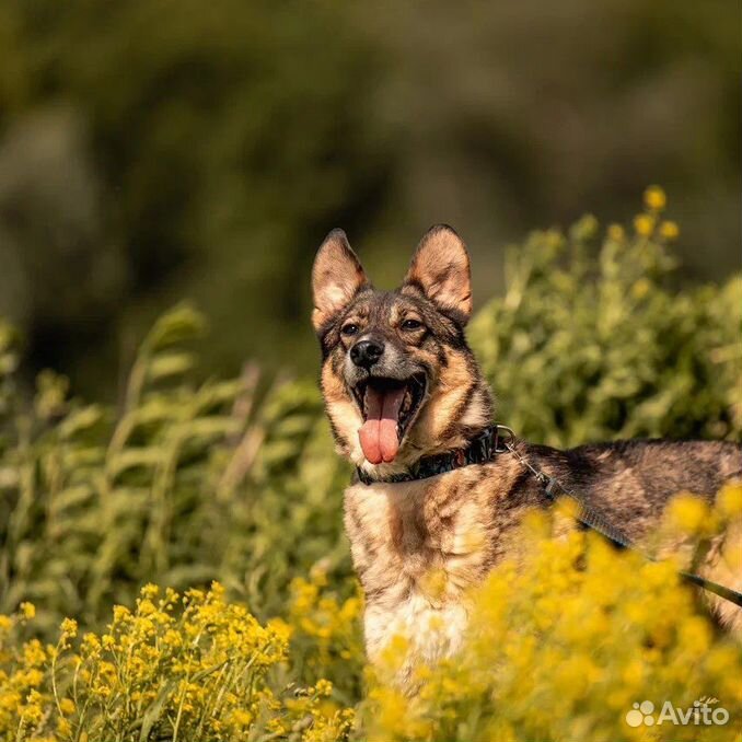 Милый Тобик собака из приюта в добрые руки