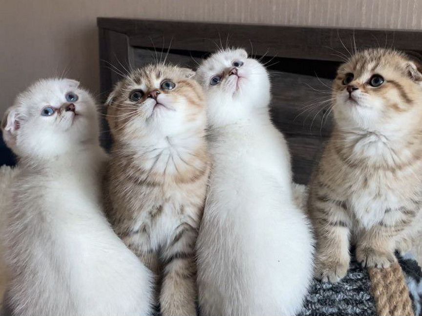 Шотландские котята