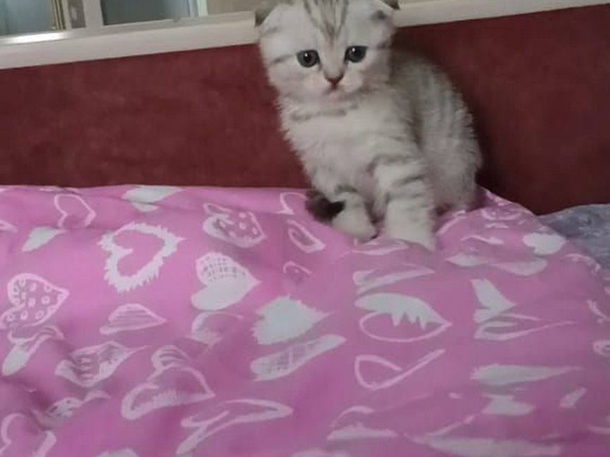 Продам вислоухого малыша