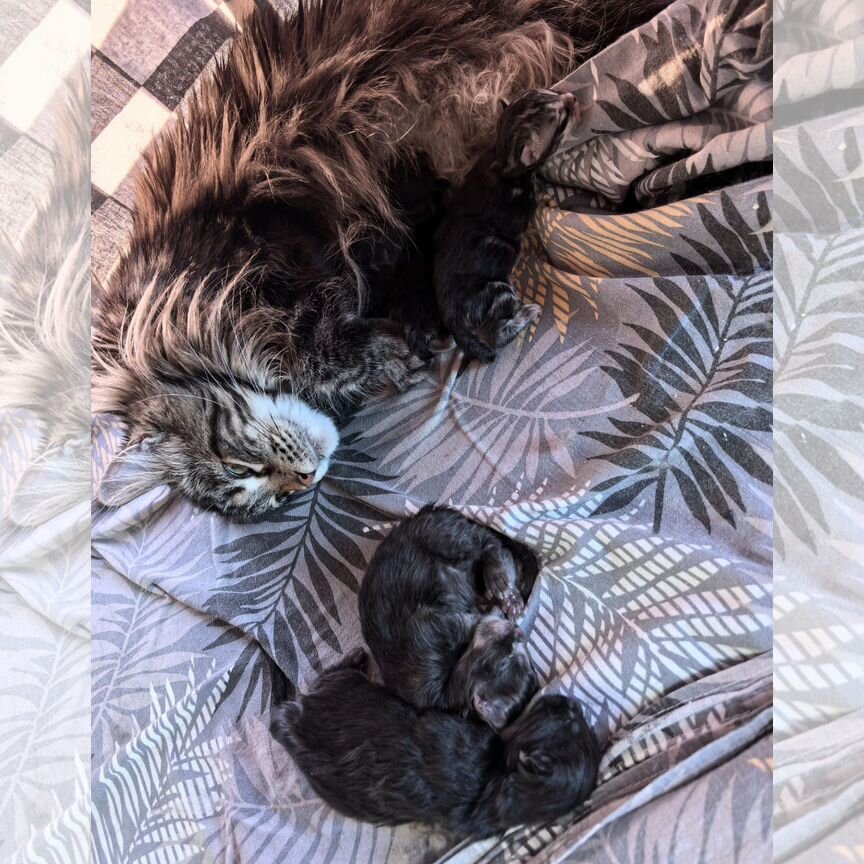 Мейн-кун котёнок