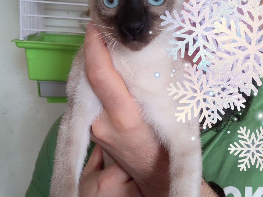 Ориентальные котята