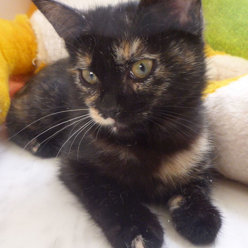 Девочка черепаховая