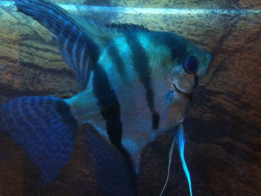 Скалярии 4 шт. 6-8 см