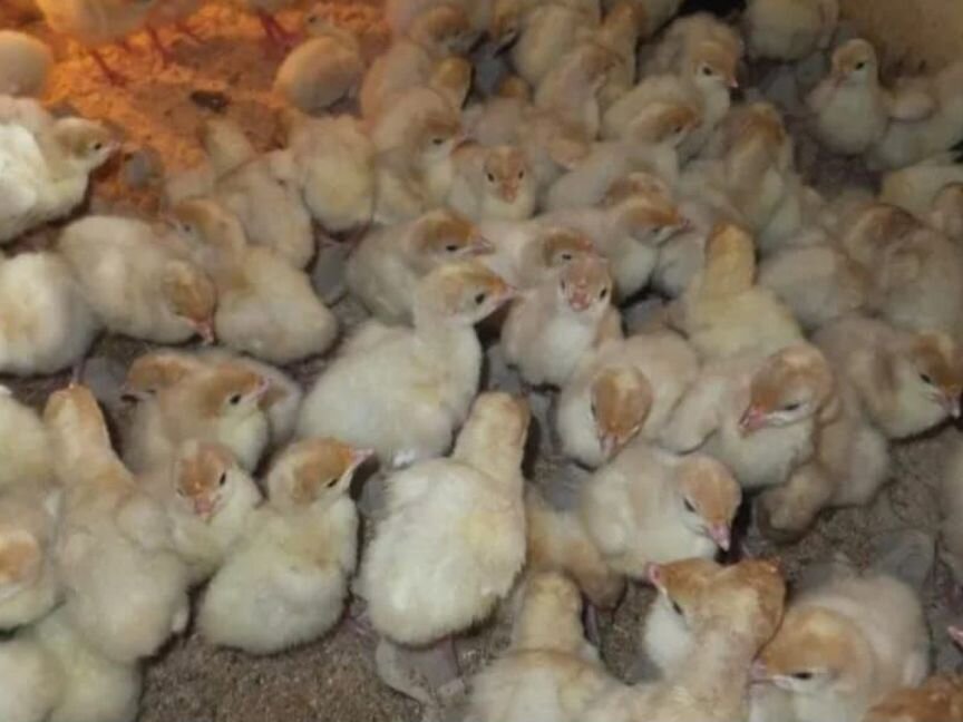 Индюшата суточные