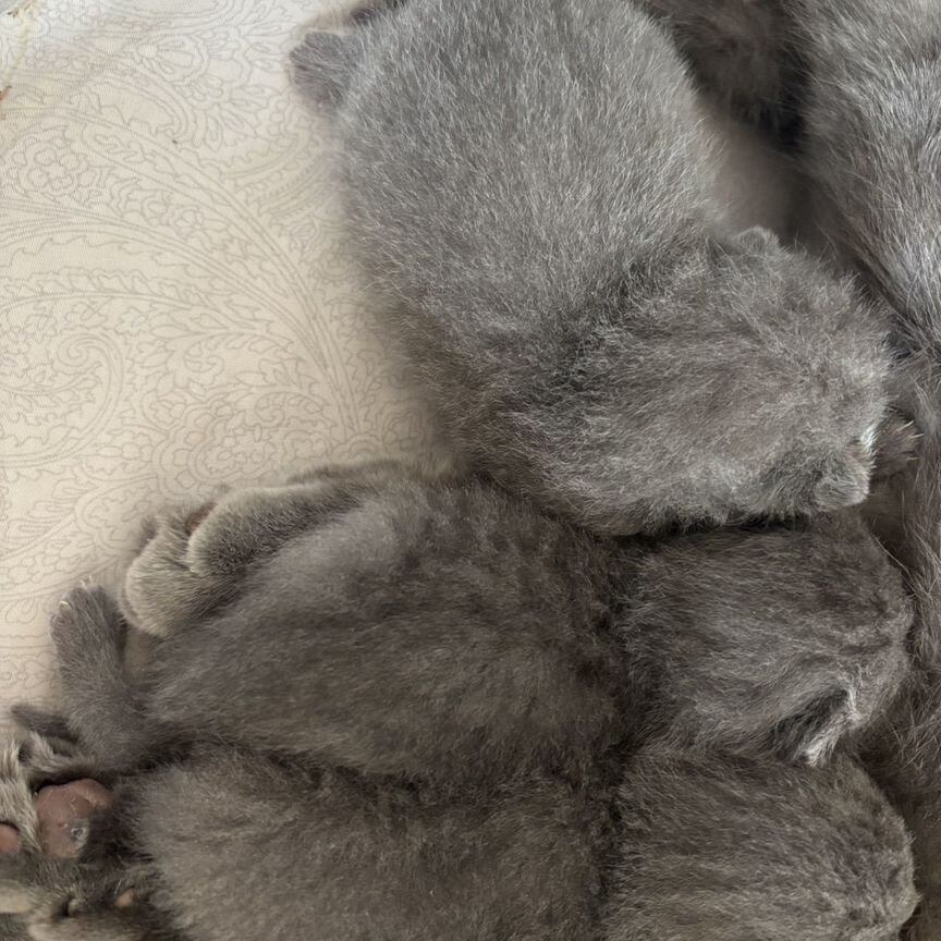 Британские котята