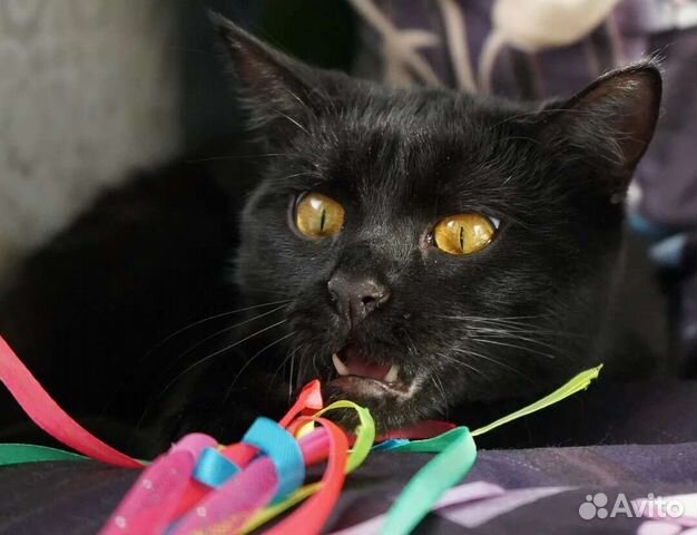 Кошка черная подросток 6 мес