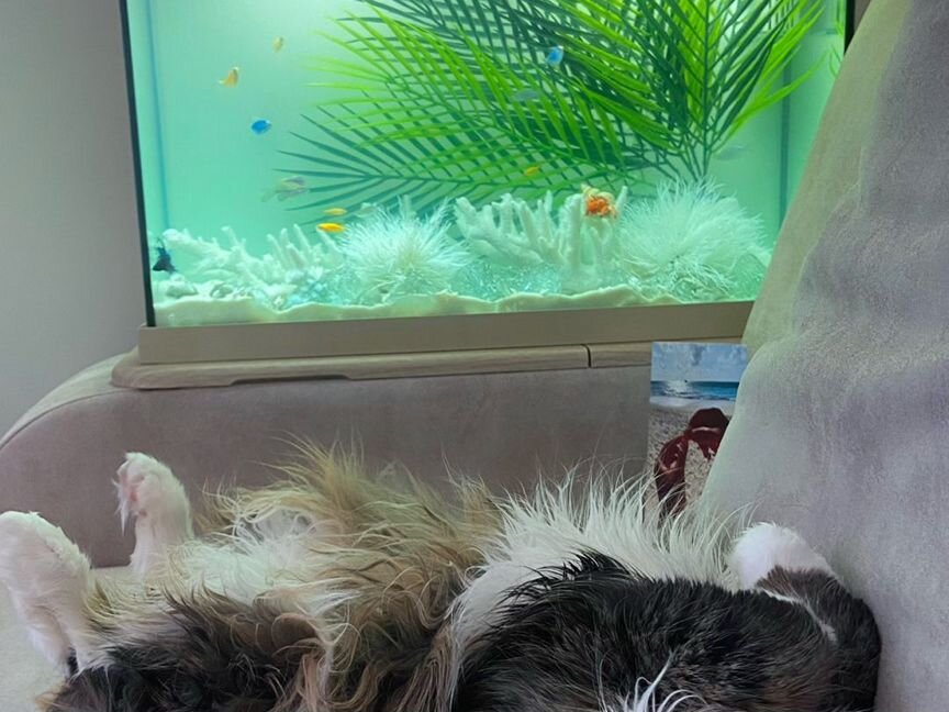 Декор и фильтр для аквариума