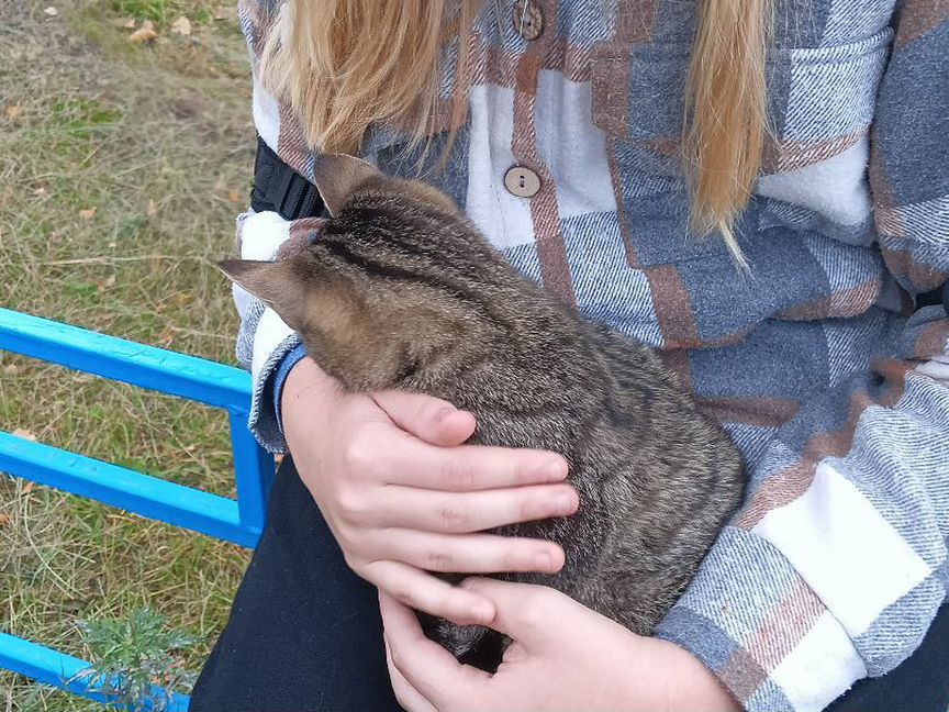 Котик может потерялся а так ищет дом