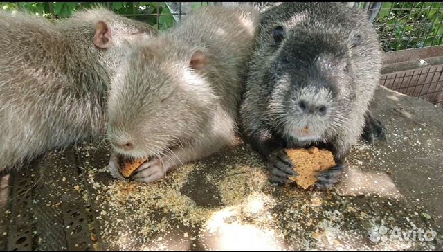 Нутрии и 2 кролика