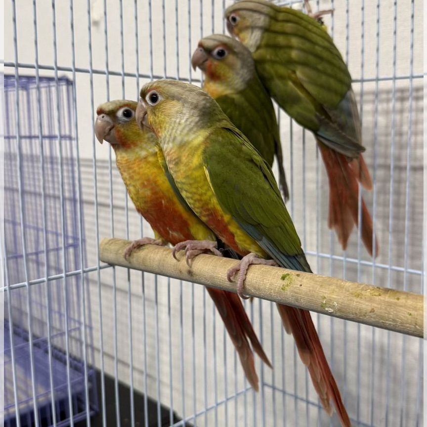 Пирура малине