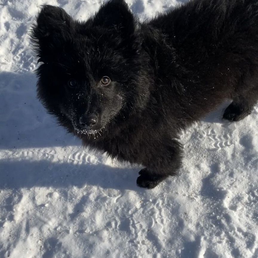 Щенок в добрые руки бесплатно