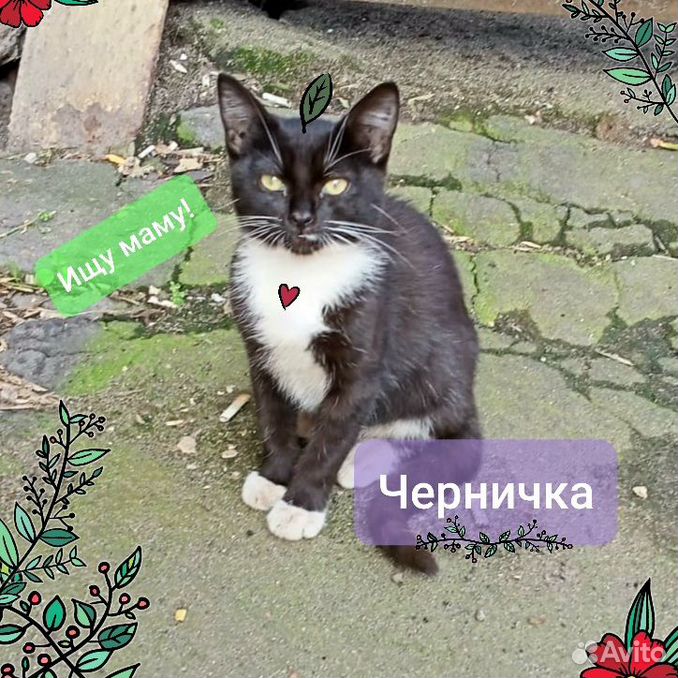 Котенок Черничка ищет дом
