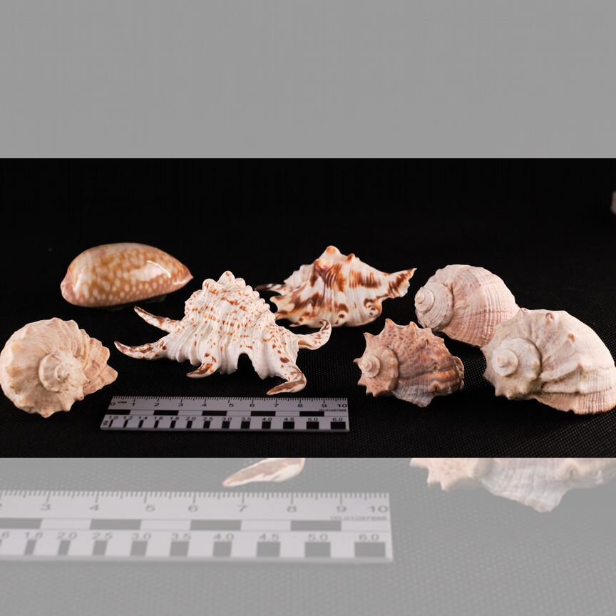 Морские ракушки раковины Мурекс для аквариума