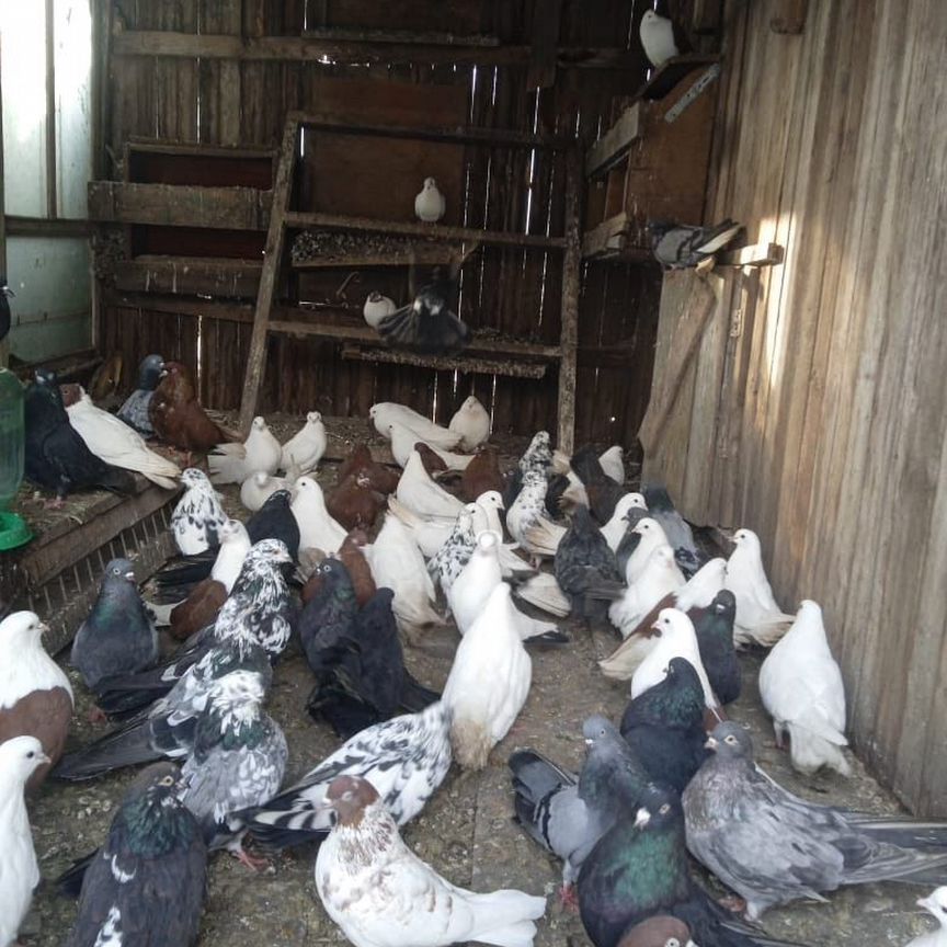 Продажа голубей