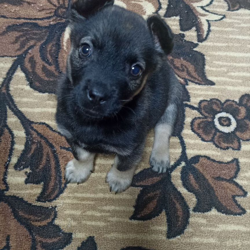 Щенок в добрые руки