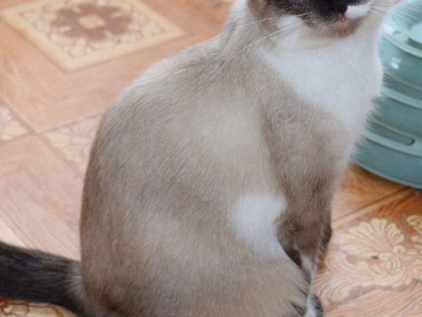 Голубоглазая кошечка