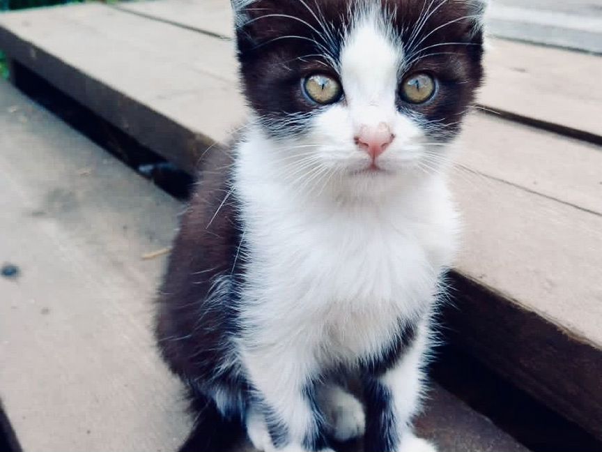 Малыш Тим хочет домой